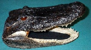 Gator Head - 6 to 9 foot Wild alligator - Large – GatorHeads.com